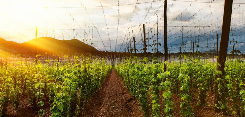 Understand Hop Varieties and What They Do to Beer